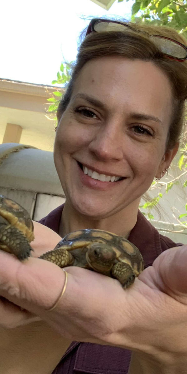 TortoiseLand – TortoiseLand is a Nonprofit 501 (c)(3) organization ...