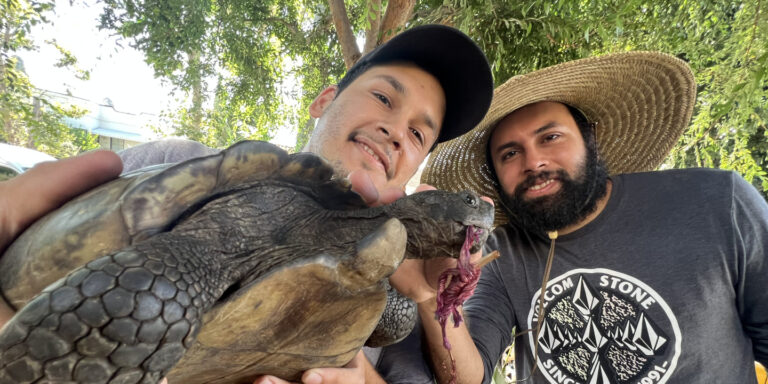 TortoiseLand – TortoiseLand is a Nonprofit 501 (c)(3) organization ...